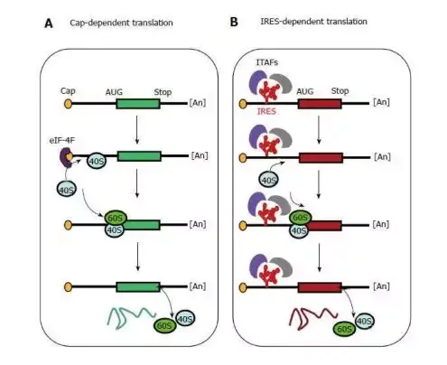 基因编辑重点元件IRES & 2A peptide - 知乎