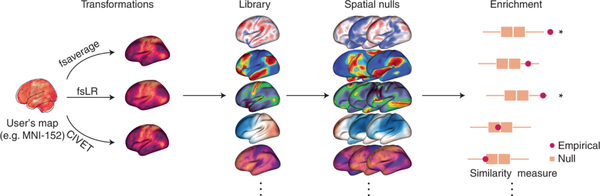 Nat Methods最新发布：多模态、多尺度脑科学数据综合分析的利器——neuromaps - 知乎