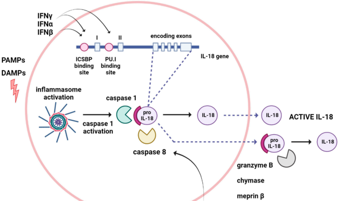 产品推荐 | 免疫细胞因子解读之白介素18(IL-18)_化工仪器网