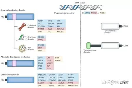 施一公又要火了！中国自主研发的二代TRK抑制剂ICP-723获批临床！ - 知乎
