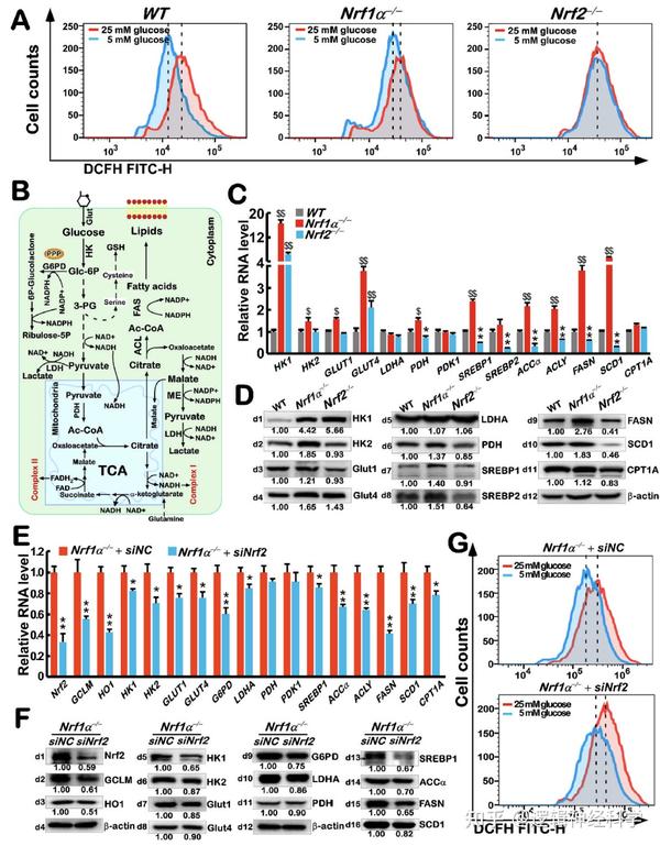专家点评 Redox Biol︱Nrf1是维护细胞线粒体稳态而不可或缺的一个氧化还原决定因子 - 知乎