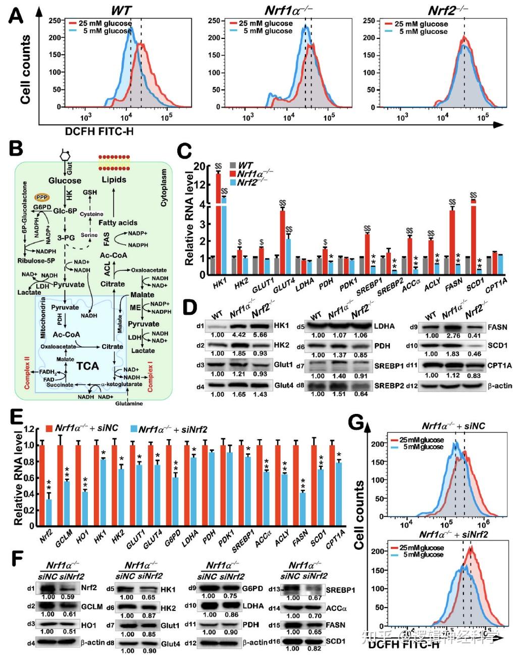 专家点评 Redox Biol︱Nrf1是维护细胞线粒体稳态而不可或缺的一个氧化还原决定因子 - 知乎