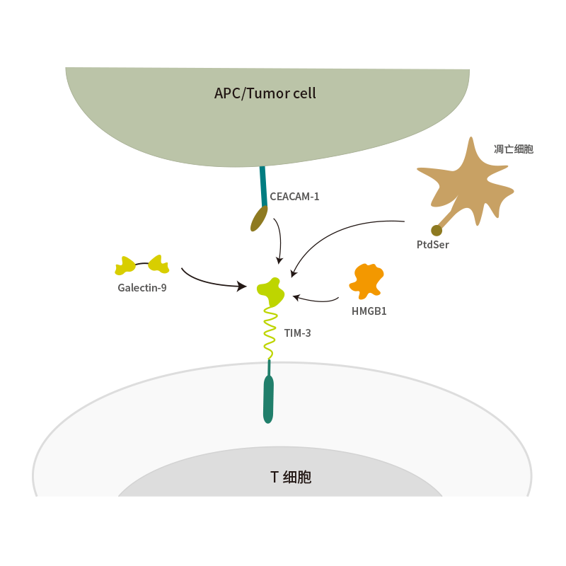 TIM-3靶点科普_机制原理&研究进展 - 知乎