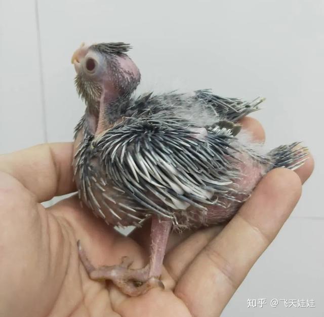 想要手养一只玄凤鹦鹉到断奶！你需要这样做！ - 知乎