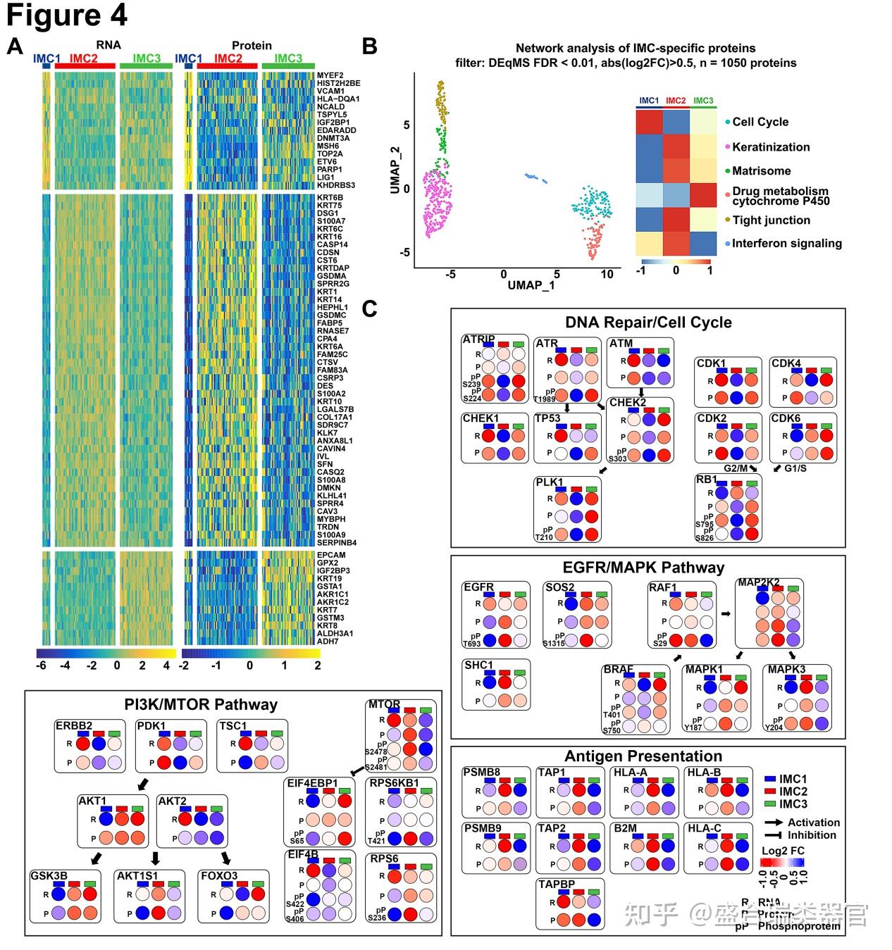 多组学+类器官解锁Cancer Research！还有谁不会用它俩上大分？ - 知乎