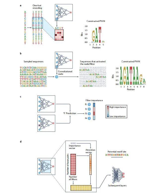 Nat Rev | 通过可解释的人工智能从深度学习中获得遗传学见解 - 知乎