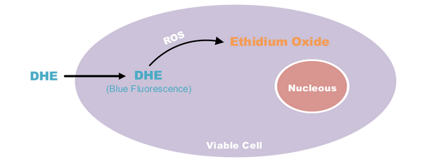 活性氧检测试剂盒（DHE探针法） - 知乎