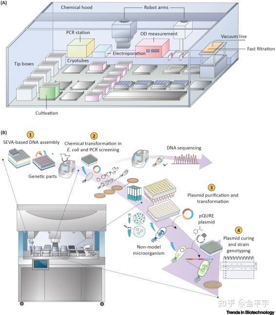 颠覆生物制造：自动化与创新融合，重塑非传统微生物DBTL【2】自动化在生物制造厂中的细胞工厂设计和测试；通过自动化和扩展合成生物学工具箱，为 ...