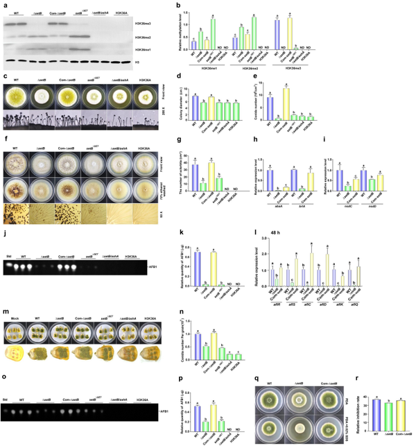 项目文章 | ChIP-seq揭示Set2家族通过H3K36甲基化调控病原真菌黄曲霉的真菌毒素代谢和毒力 - 知乎