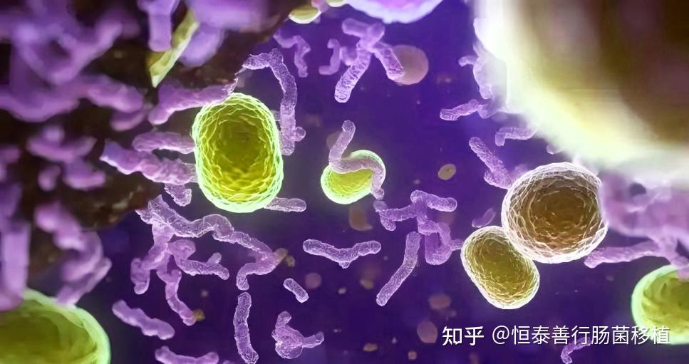 苏黎世杆菌属（Turicibacter） - 知乎