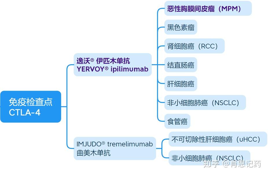 记住所有FDA生物药 | 免疫检查点CTLA-4抑制剂 | 伊匹木单抗、曲美木单抗 | 恶性胸膜间皮瘤等实体瘤 - 知乎