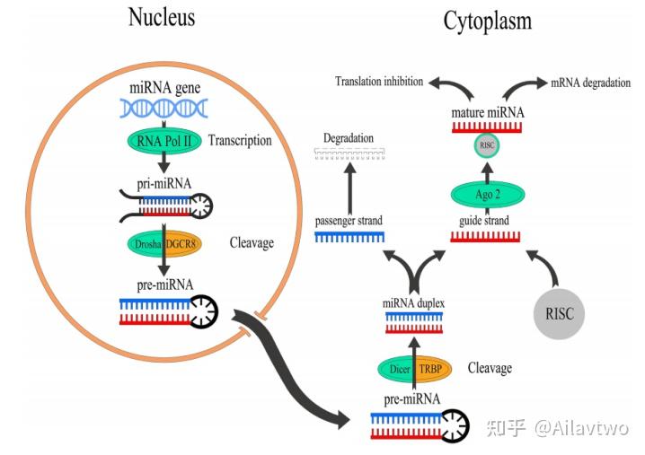 与IP相关的--COIP、RIP、CHIP实验原理及目的 - 知乎
