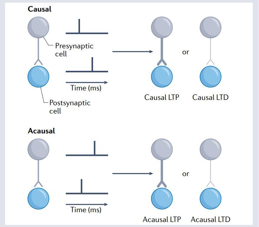 Nat Rev Neurosci重要综述：皮质中间神经元突触关键机制—可塑体 - 知乎