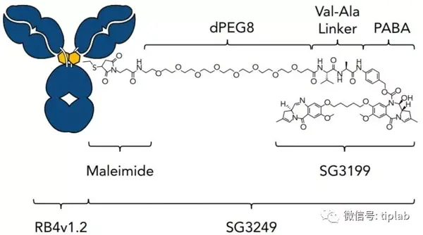 专注于开发ADC药物的ADC Therapeutics - 知乎