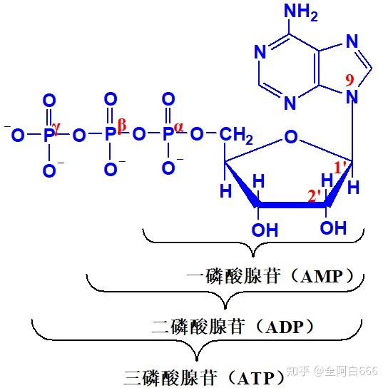 三磷酸腺苷ATP - 知乎