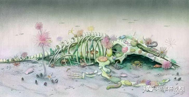 鲸落的意义是什么？ - 知乎