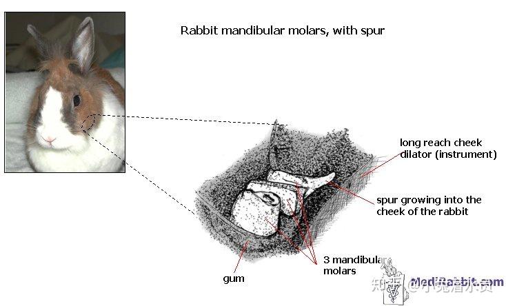 兔子的牙齿系列（二）兔牙常见病 - 知乎