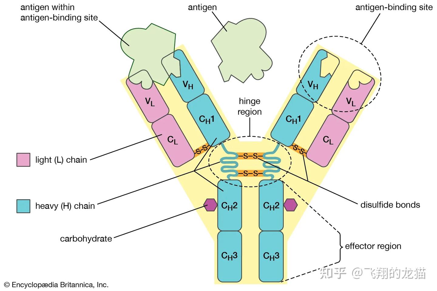 Step by Step:从头开始的大规模单抗生产工艺（一）： - 知乎