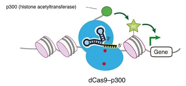 谈谈CRISPR/dCas9系统的“百变”应用（一） - 知乎