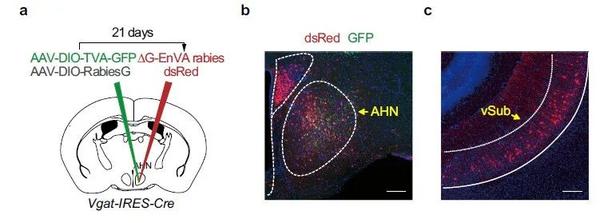 【知识窗】RV逆行跨一级示踪技术及其应用 - 知乎