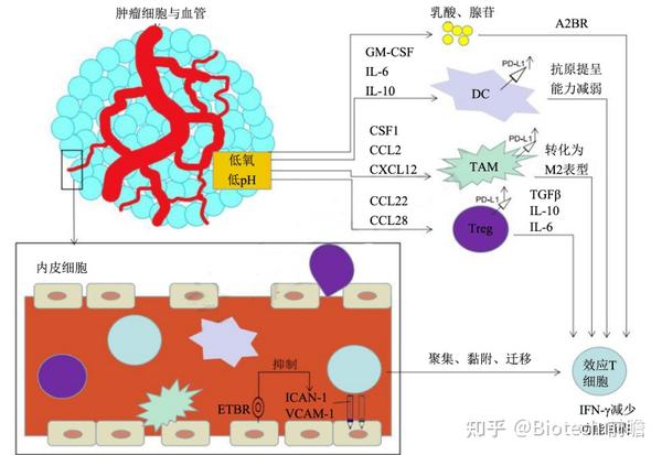 PD-(L)1/VEGF靶免联用治疗实体瘤机制及双抗技术迭代 - 知乎