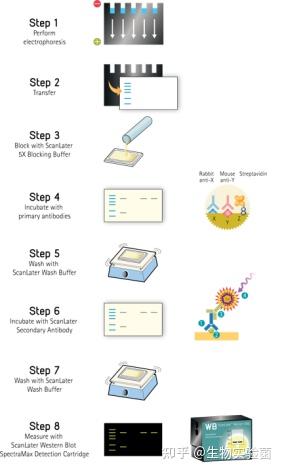 Western Blot 原理及基础应用 - 知乎