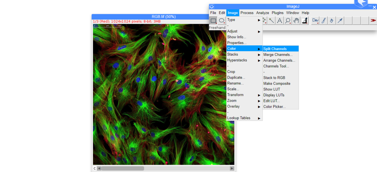 利用Image J 拆分和Merge荧光图片 - 知乎
