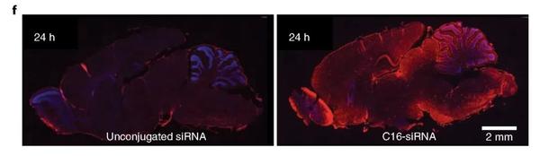 「Alnylam」发刊 C16-siRNAs缀合疗法效果显著丨C16单体速览 - 知乎