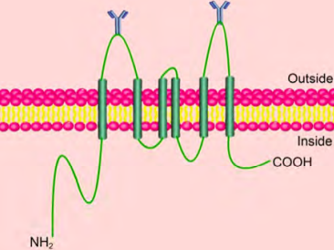 国内首家：IPHASE ABC家族BCRP转运体膜囊泡研发成功！ - 知乎