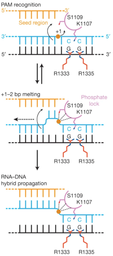 Cas Protein - Cas9蛋白作用机制详解 - 知乎