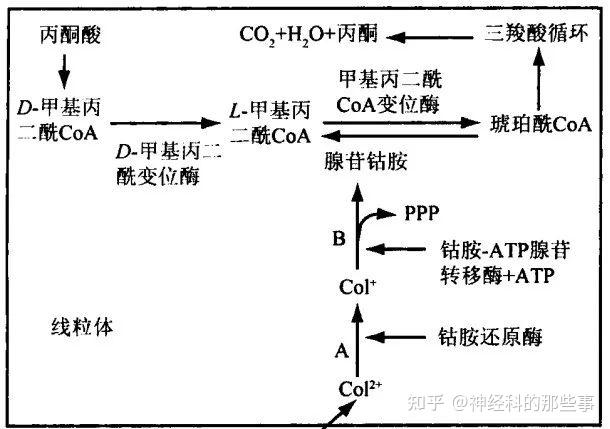 关于“维生素B12”的那些故事 - 知乎