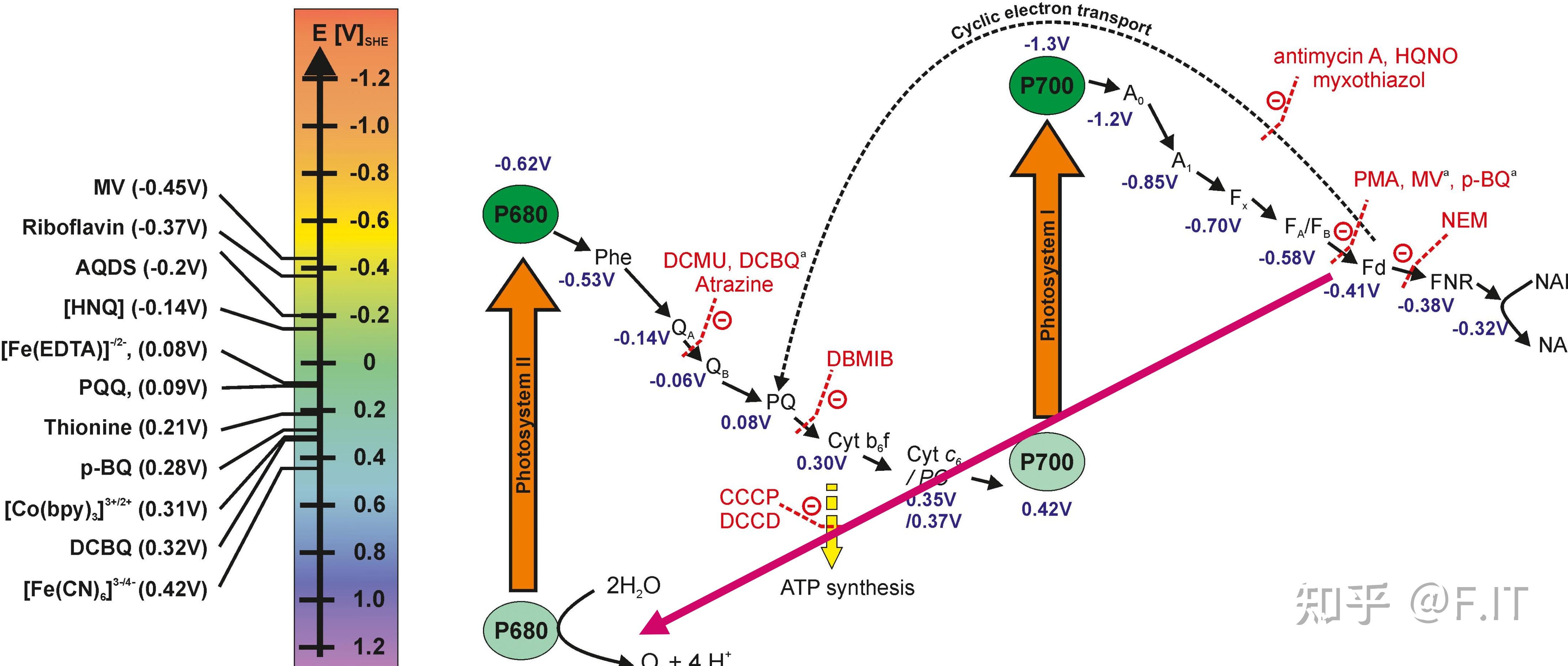 植物光合作用 - 知乎