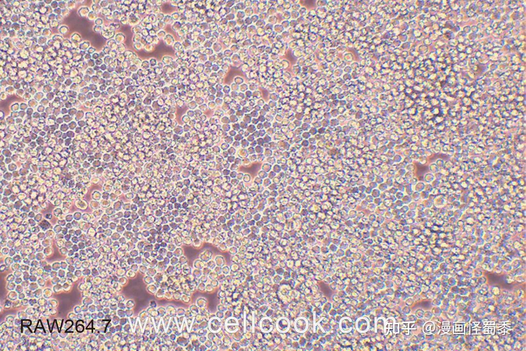 【心得】RAW264.7和THP-1细胞培养心得 - 知乎