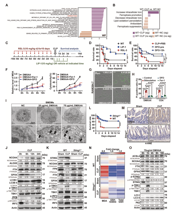 CDD丨STING 和 NCOA4 之间的相互作用通过调控巨噬细胞中的铁死亡和炎症反应加剧了脓毒症 - 知乎