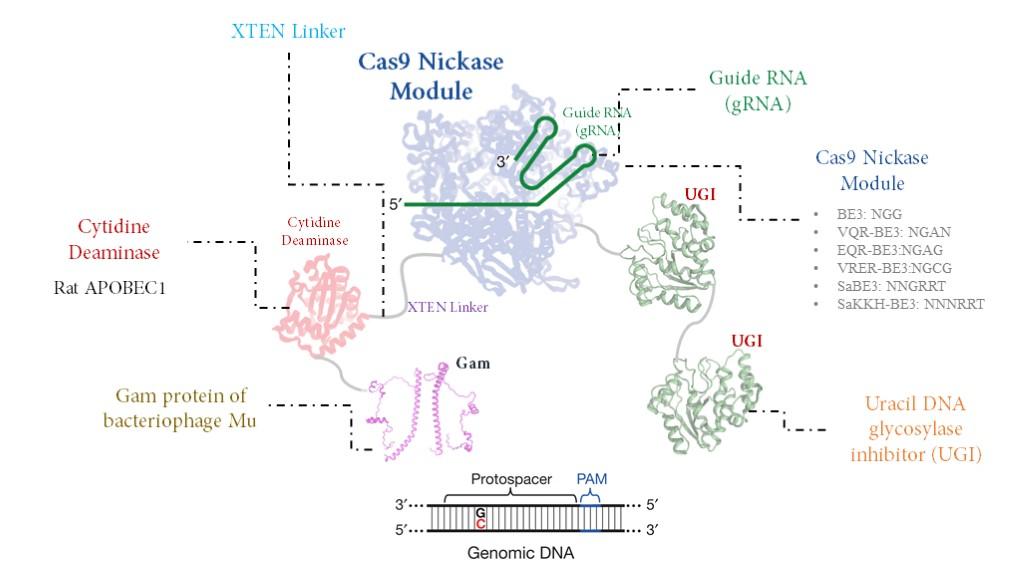 基因组DNA单碱基编辑技术与工具开发(附PPT下载链接) - 知乎