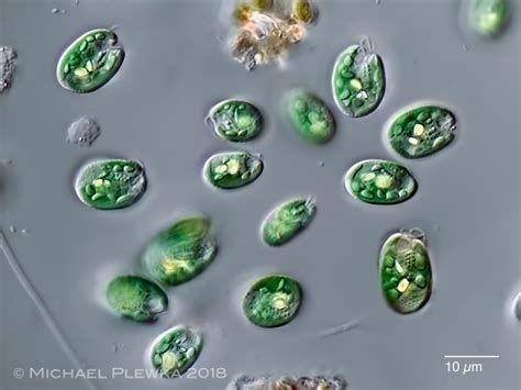 【古菌域全系列14】隐藻界Cryptista：隐于世间而影响世界 - 知乎