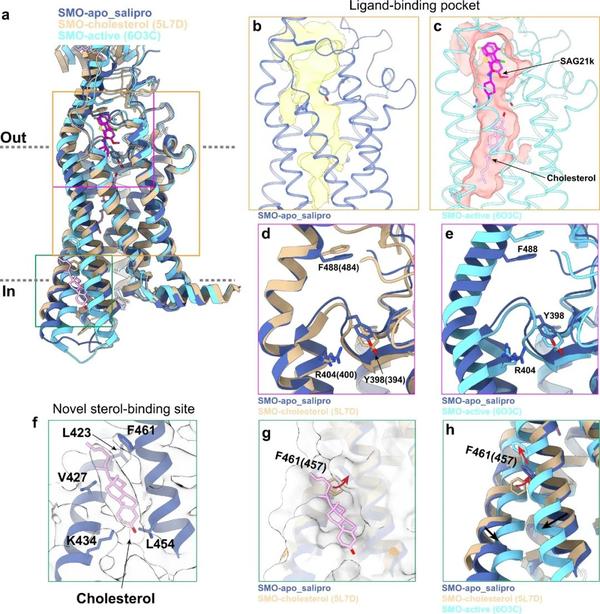 水木视界iss. 25 | 基于冷冻电镜的GPCR研究：融合蛋白策略 - 知乎