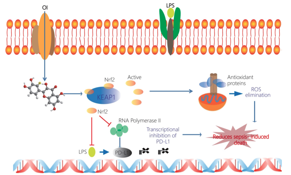 Int. J. Biol. Sci丨衣康酸通过激活Nrf2和负调节PD-L1保护脓毒症小鼠 - 知乎