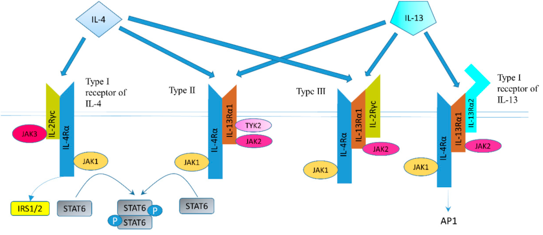 明星靶点IL4R：双重阻断IL-4和IL-13炎症信号通路 - 知乎