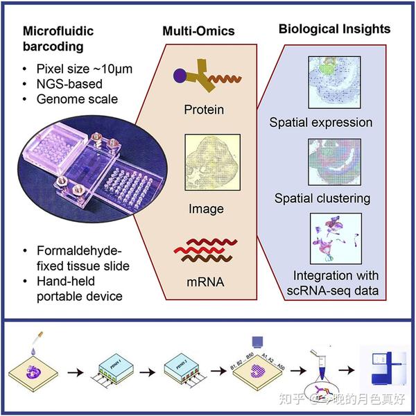 单细胞文章打卡77-DBiT-seq-10um解析度的空间转录组 - 知乎