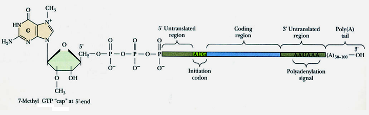 信使核糖核酸（mRNA）的结构与功能 - 知乎