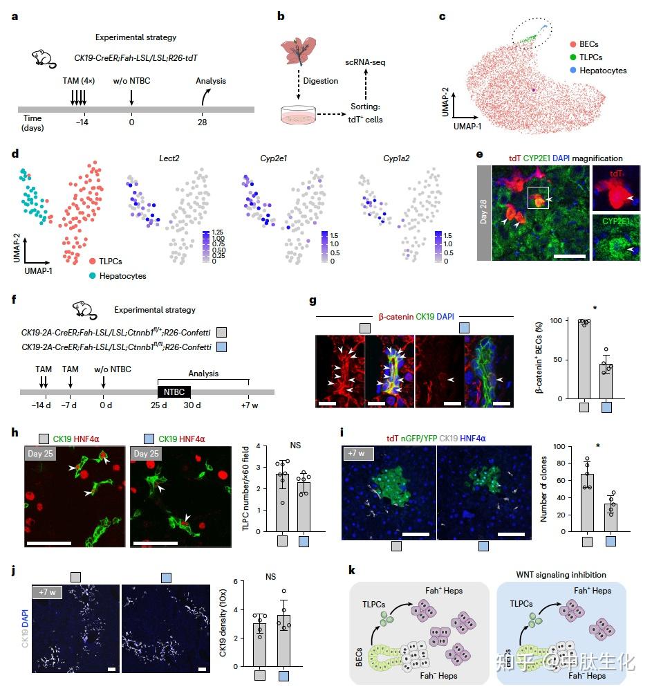 Nature Genetics封面论文：周斌团队发现促进肝再生的双潜能肝祖细胞 - 知乎