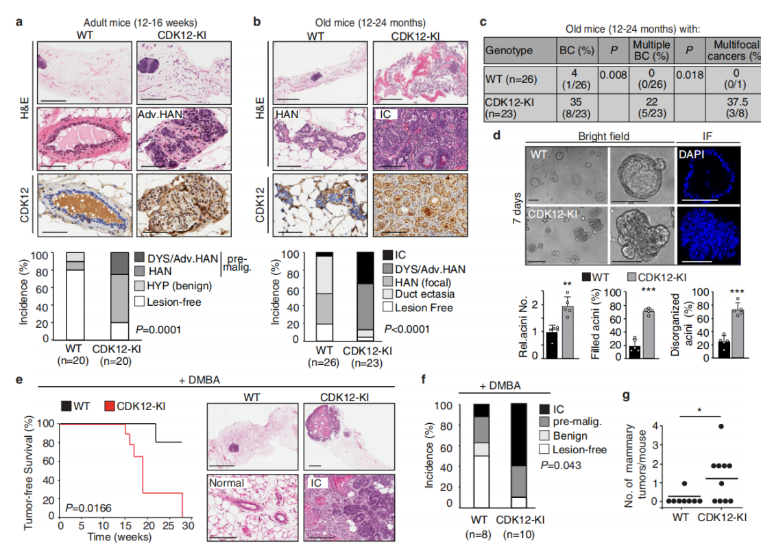 Nat Commun | 转录组+代谢组解析经典靶点CDK12致癌机制 - 知乎