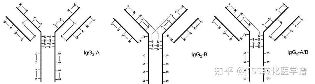 IgG分子的二硫键结构及其功能 - 知乎