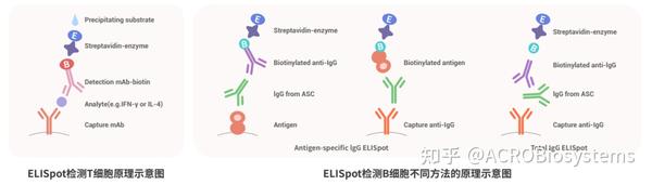【全新上线】细胞免疫评价利器——ELISpot分析检测服务 - 知乎