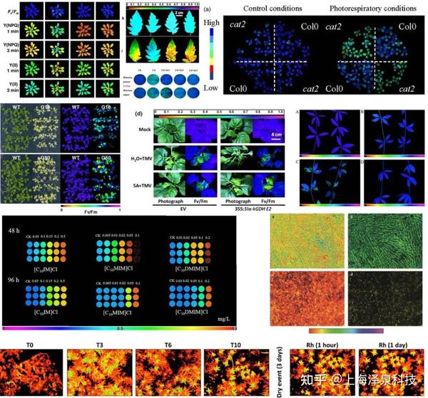 HEXAGON-IMAGING-PAM发布：让叶绿素荧光成像回归光合作用研究 - 知乎
