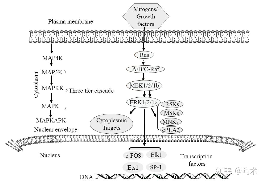 快速了解ERK/MAPK信号通路？ - 知乎