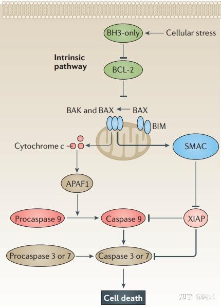 靶向BCL-2的抑制剂有哪些？ - 知乎