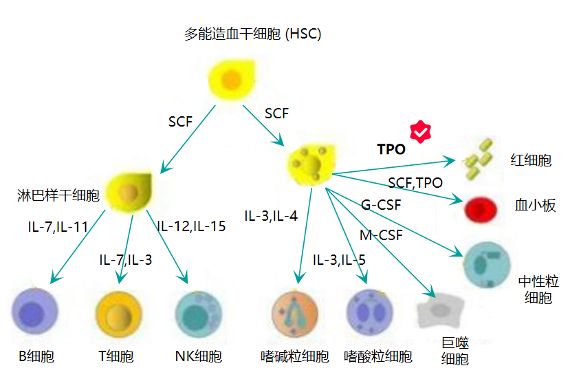 逐典血小板生成素TPO
