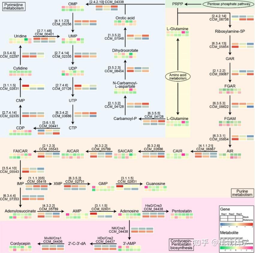 中南林业科技大学在国际主流期刊（IF=11.889）发表最新成果，揭示鱼藤酮显著促进蛹虫草中虫草素的合成代谢 - 知乎